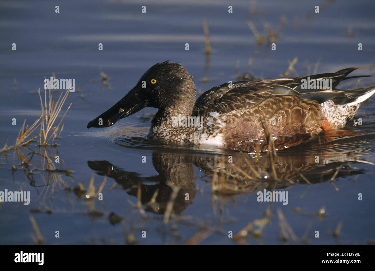 Lake, spoon duck, Anas clypeata, waters, spit ducks, duck, ducks, goose ...