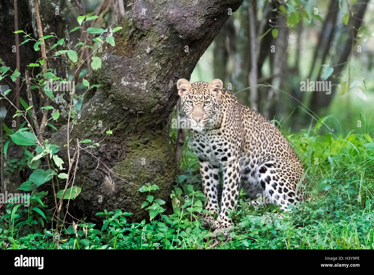 Leopard africa forest hi-res stock photography and images - Alamy