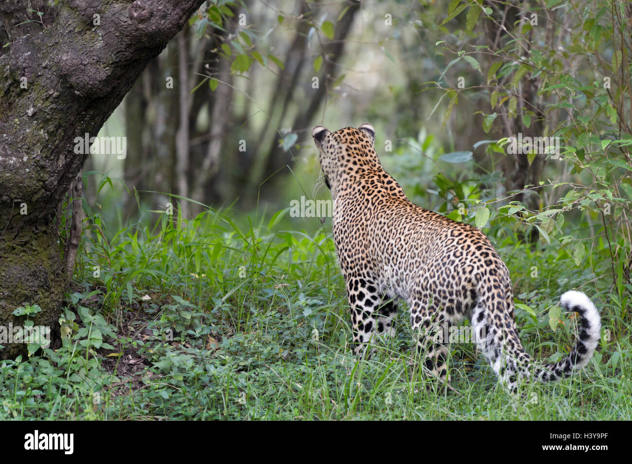 Rear view leopard looking back hi-res stock photography and images - Alamy