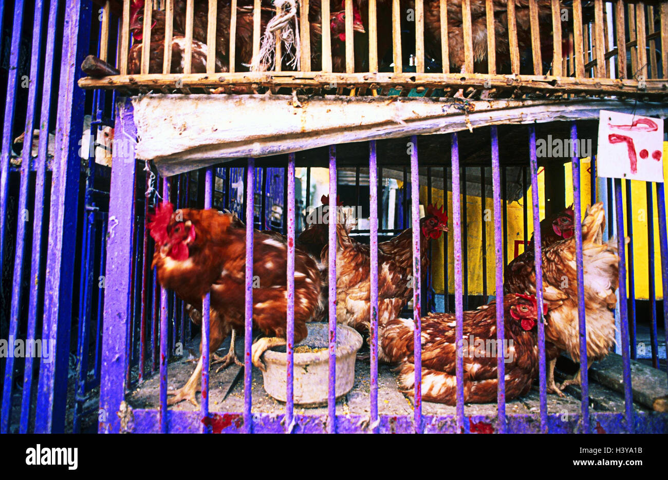 Egypt, Cairo, market, card cage, poultry, outside, town, capital ...