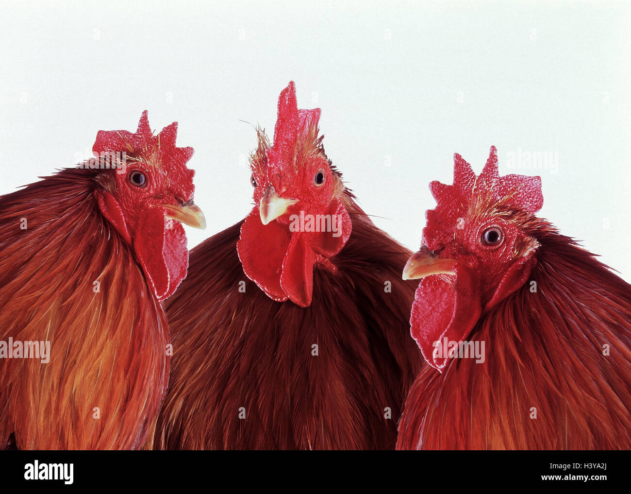 Hens, gallus animals, birds, three, house poultry, gallus gallus ...
