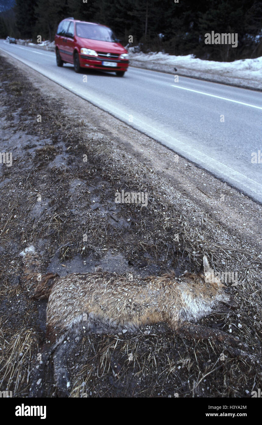 Foxs corpse hi-res stock photography and images - Alamy