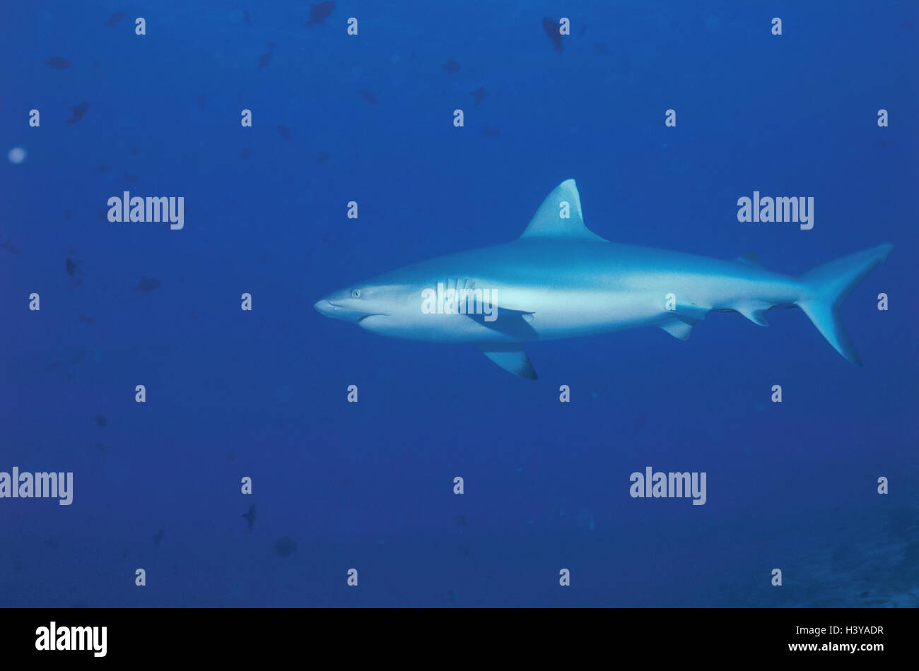 Underwater recording, coasts-white point shark, Carcharhinus albimarginatus Sudan, the Red Sea ...