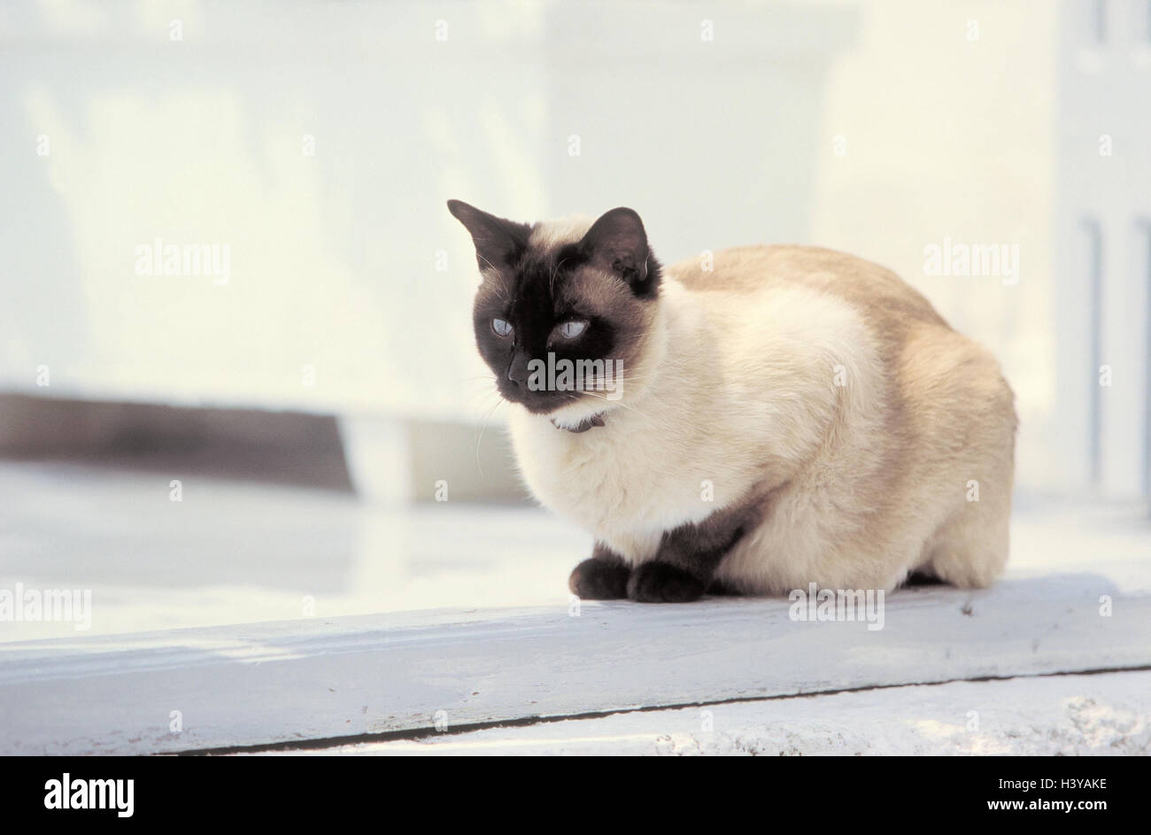 Siam cat animal, animals, mammal, mammals, cat, cats, Felidae, race cat ...