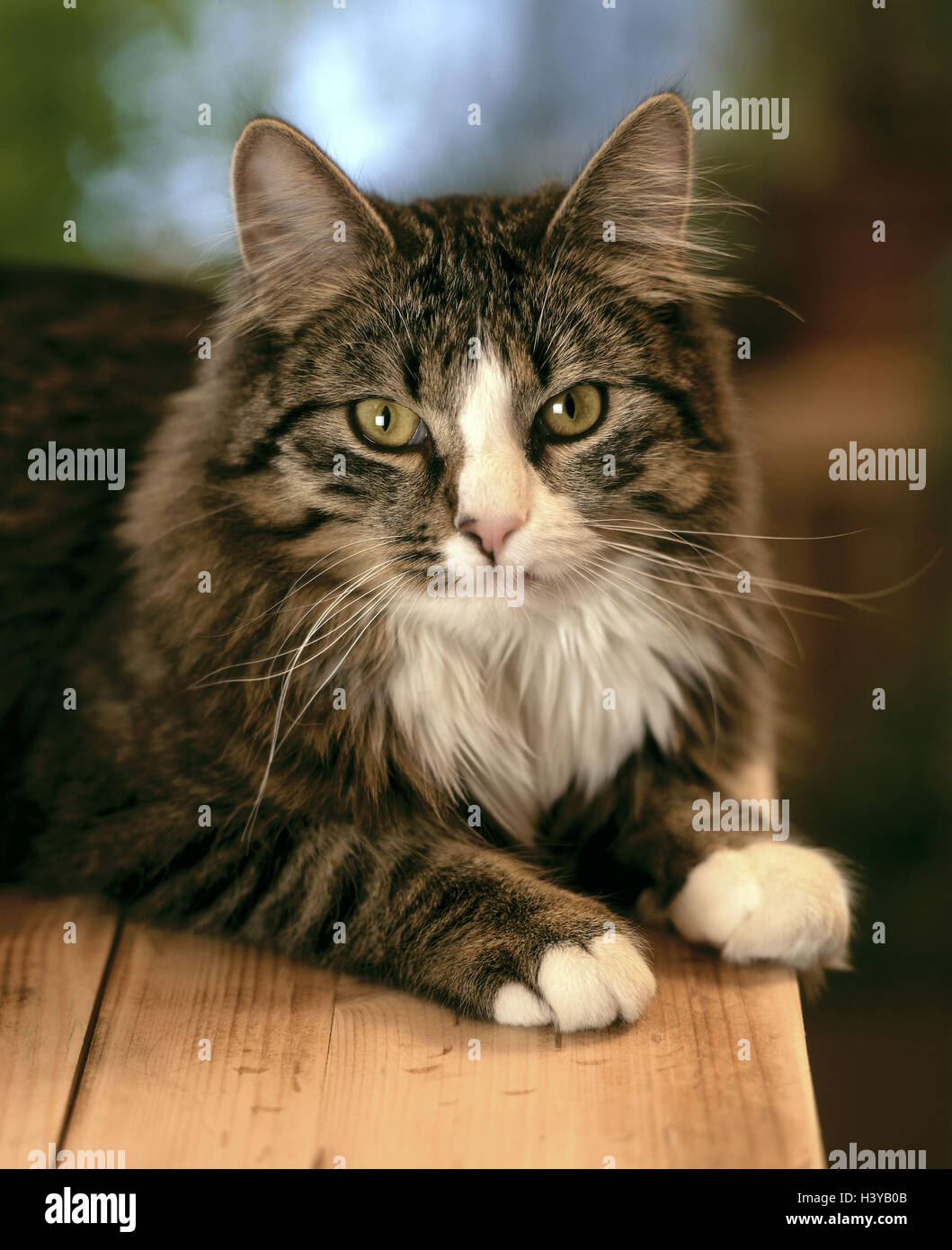 Norwegian forest cat, lie, animal, animals, cat, cats, pet, pets ...