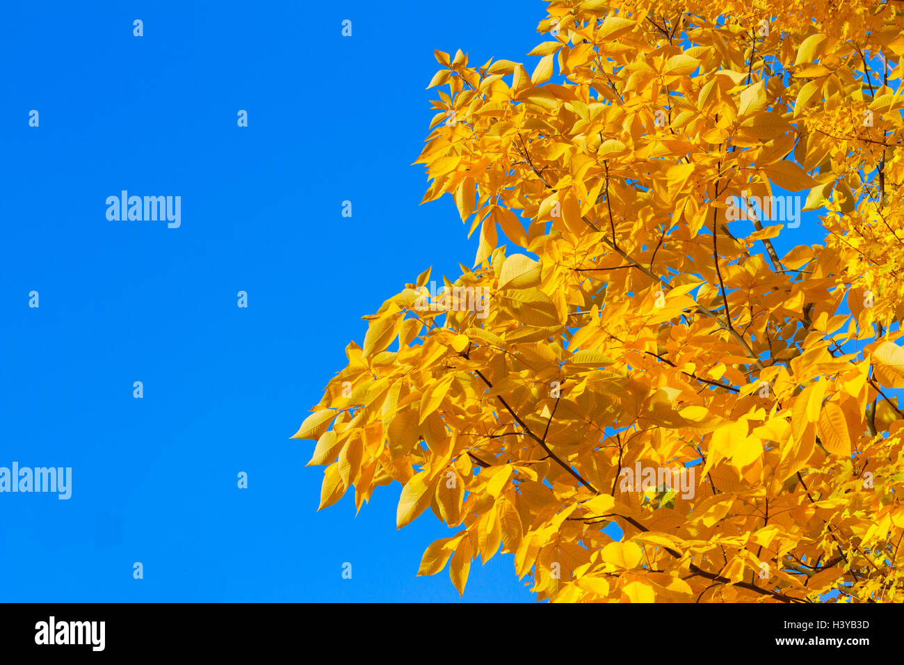 Vibrant fall foliage Stock Photo - Alamy