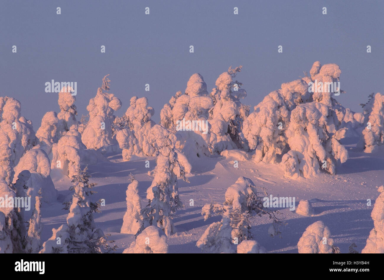 Finland, Ruka, winter scenery, winter, snow, solar light, light, trees ...