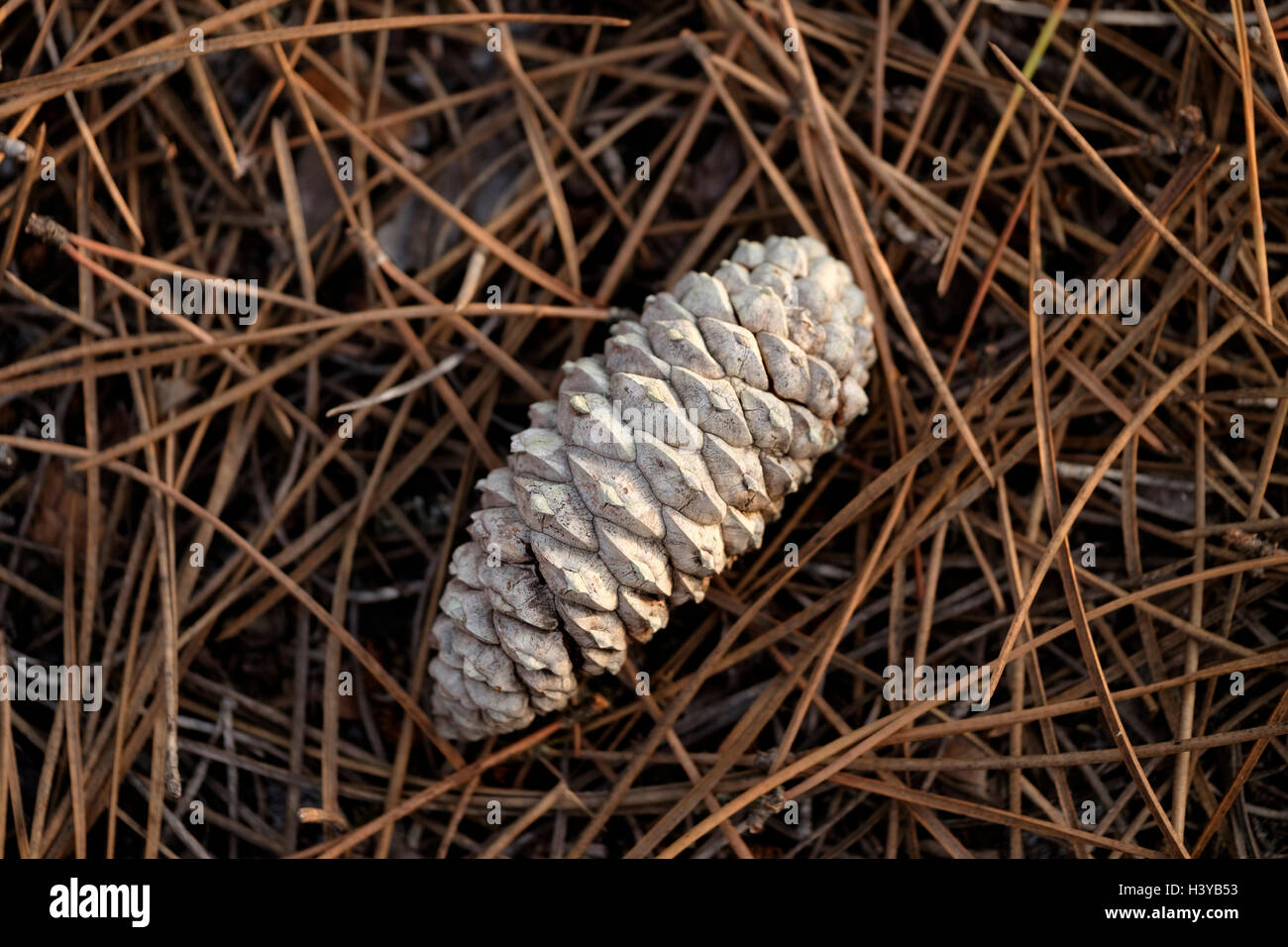 Cone needles tree trees nature hi-res stock photography and images - Alamy