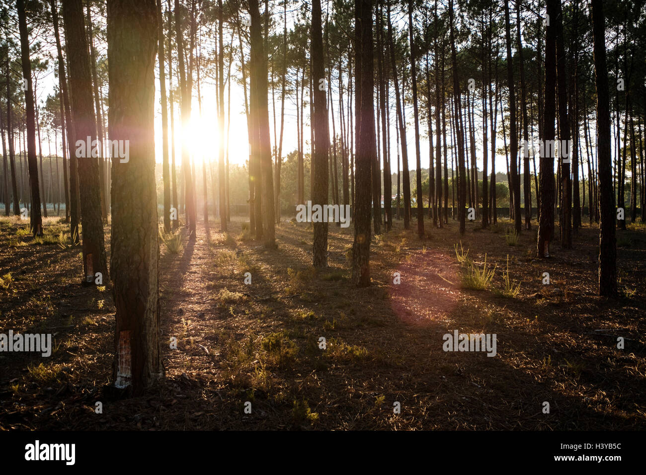 Sun flare through autumn tree hi-res stock photography and images - Alamy
