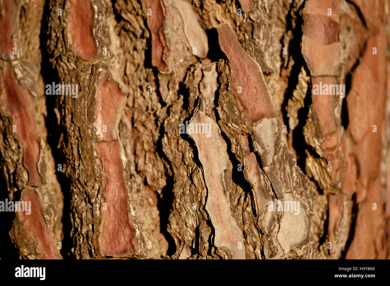 Conifer tree trunk hi-res stock photography and images - Alamy