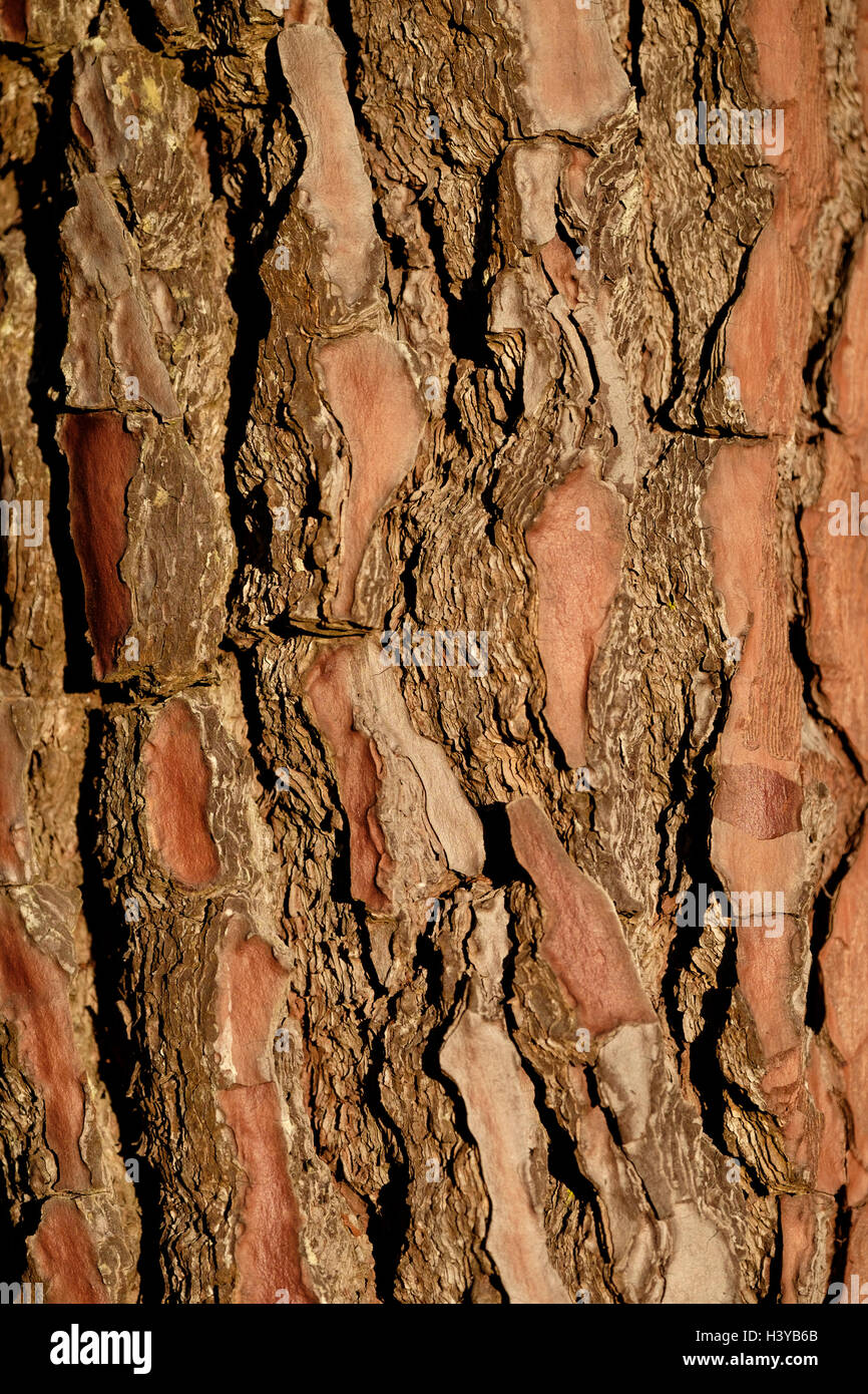 Close up of a pine tree trunk Stock Photo - Alamy