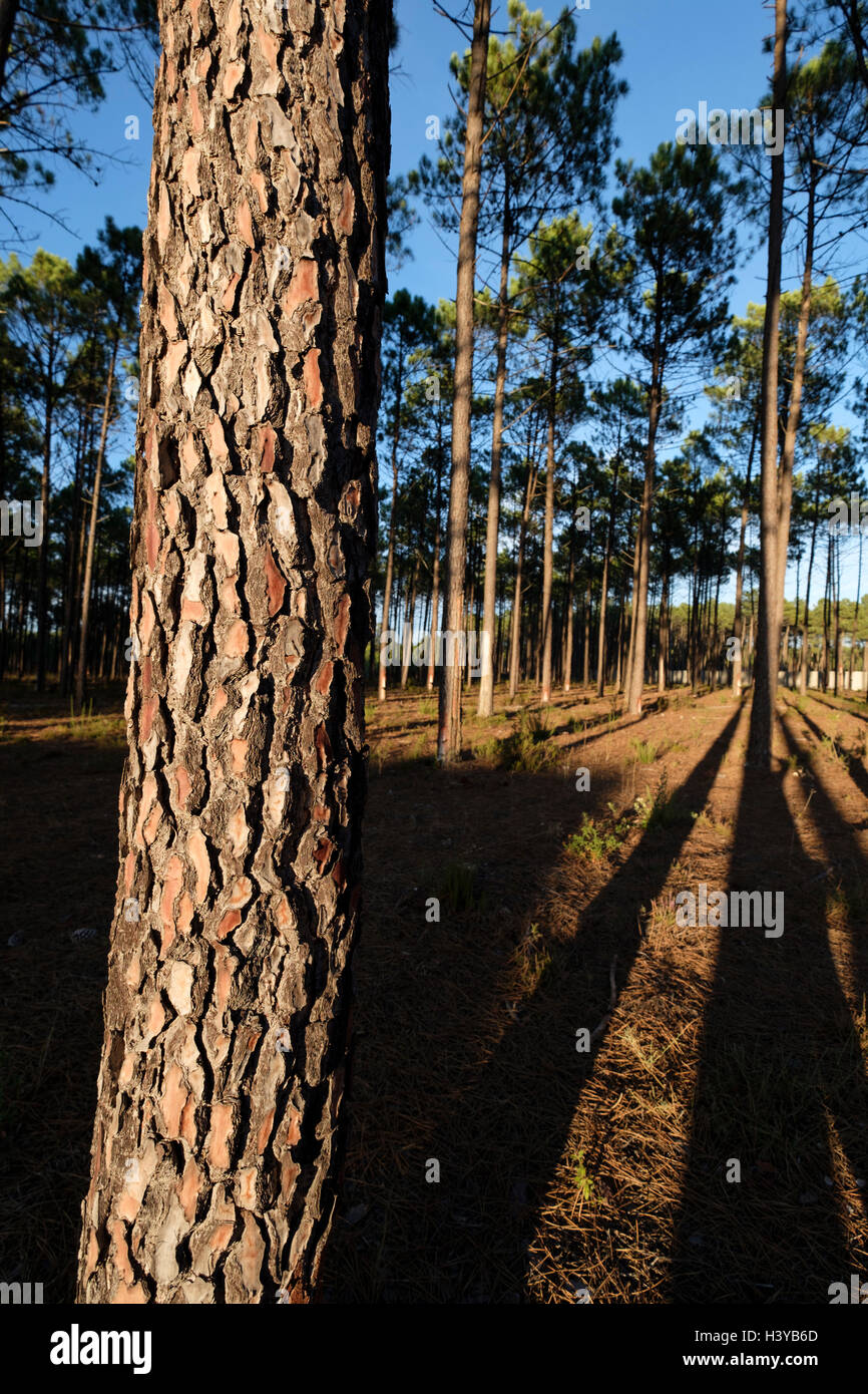 Pine trees forest Stock Photo - Alamy