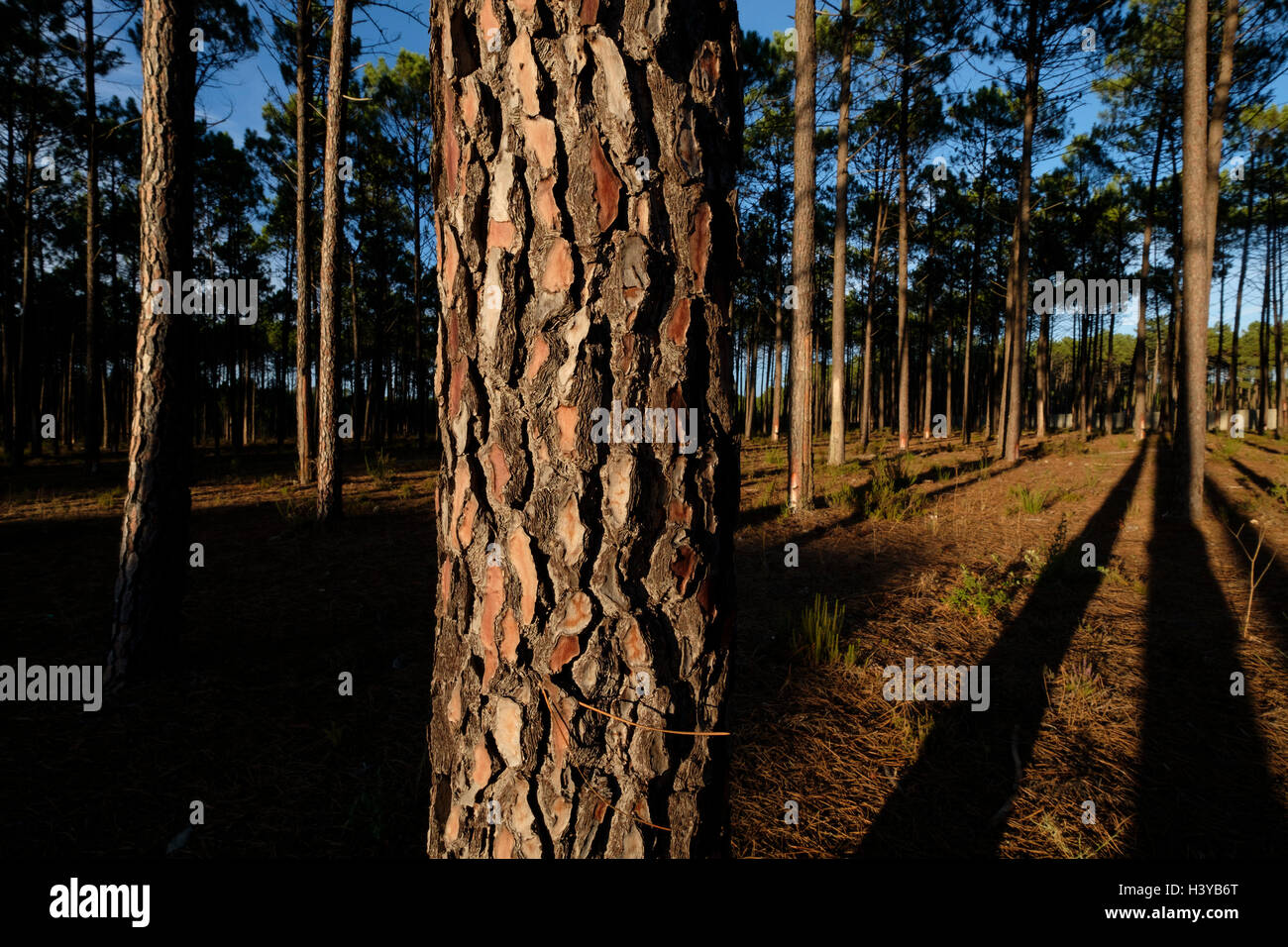 Conifer pine forest hi-res stock photography and images - Alamy