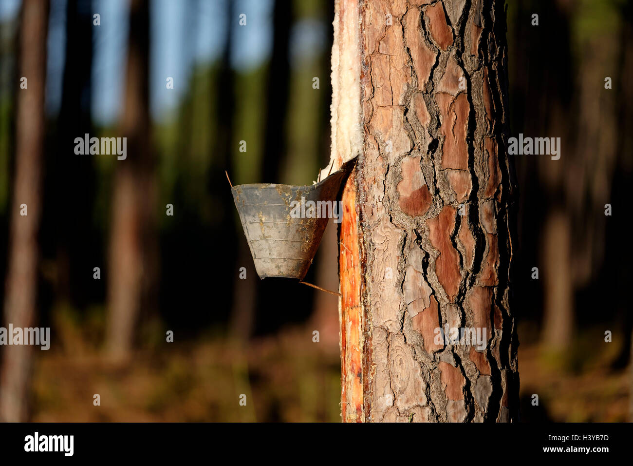 Resin extraction on pine tree Stock Photo - Alamy