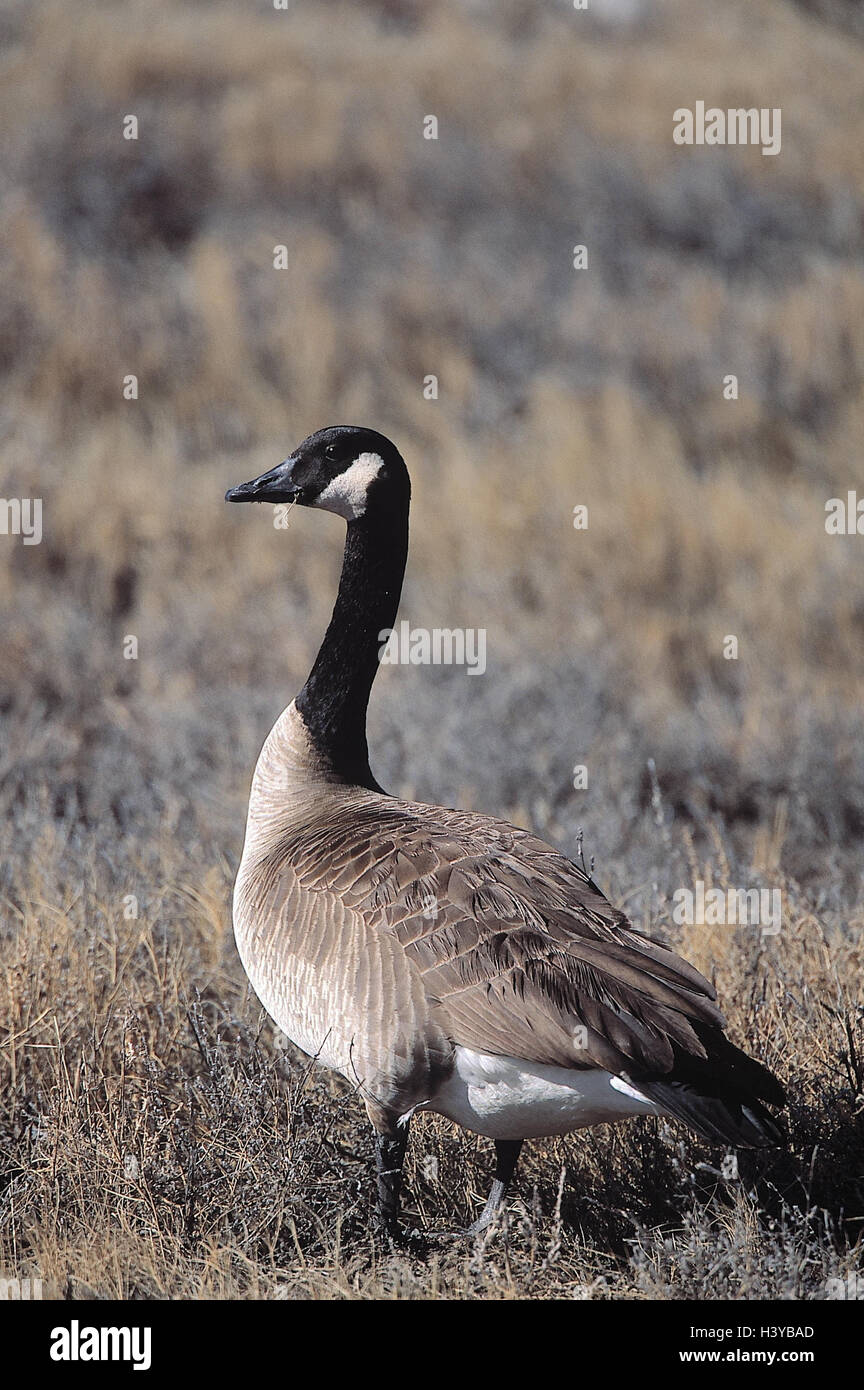 Steppe, Canada goose, Branta canadensis, goose, geese, Canada geese ...