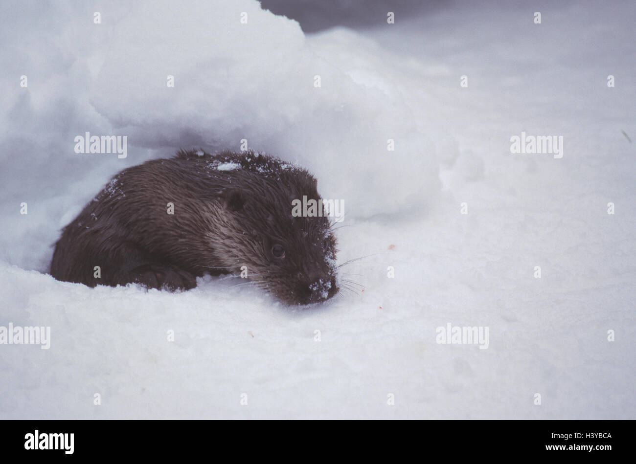 Otter, Lutra lutra, snow, viper, animal, animals, mammals, mammal, wild ...