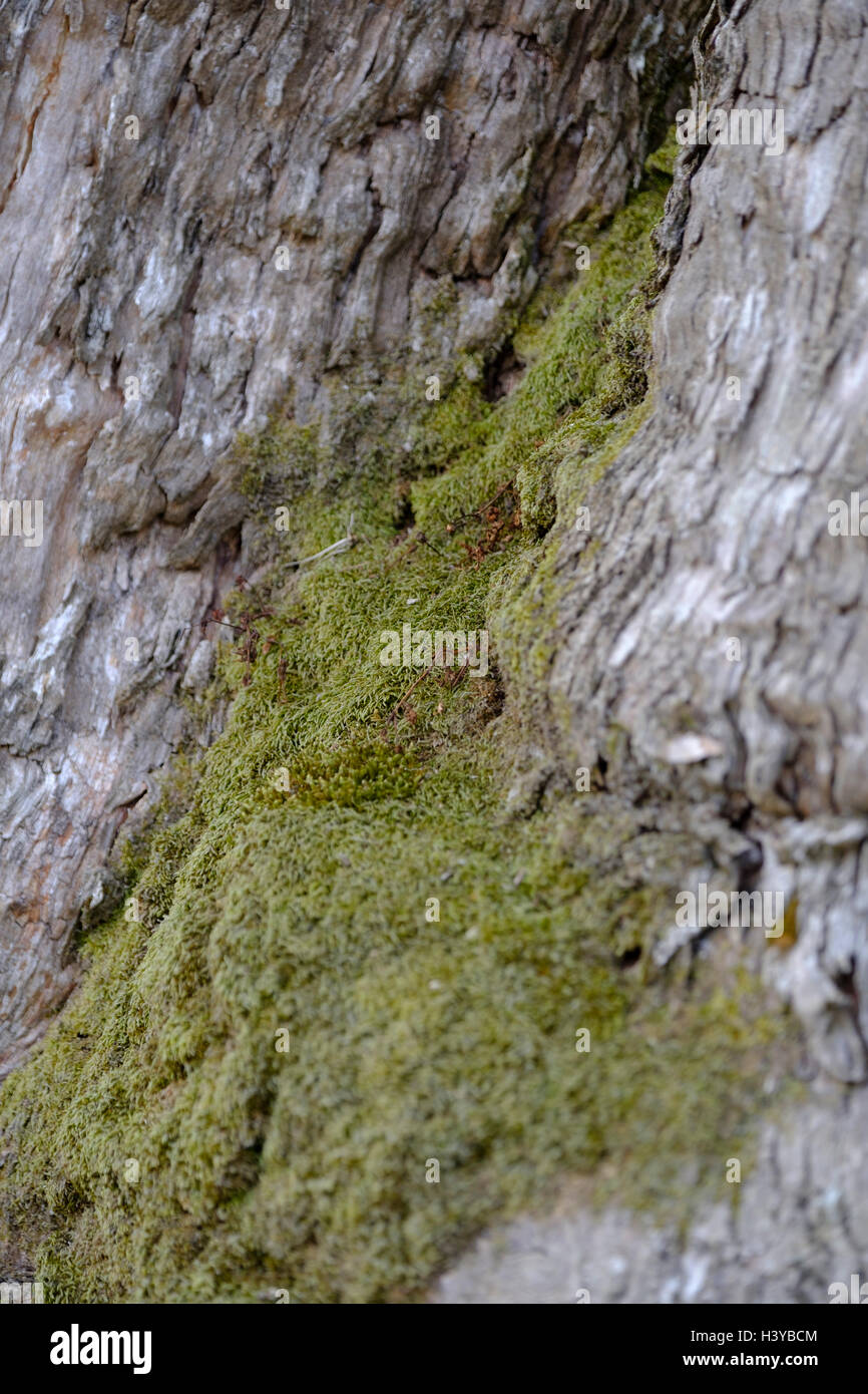 Moss on a tree trunk Stock Photo - Alamy
