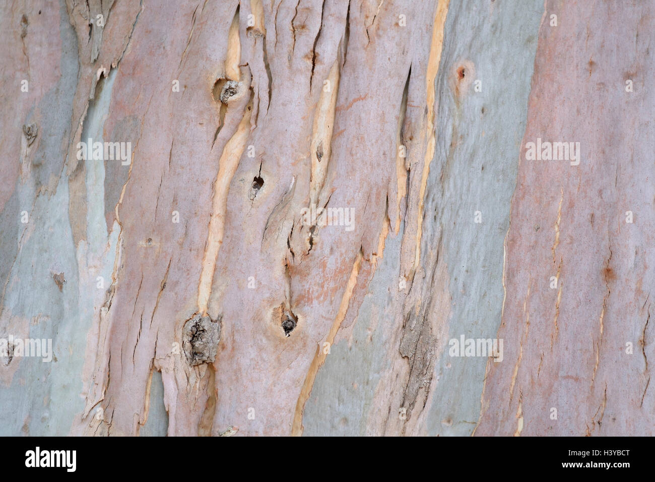 Tree trunk trunks hi-res stock photography and images - Alamy