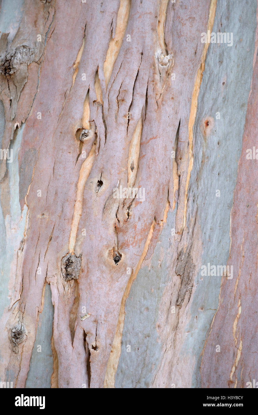Close up of eucalyptus tree trunk Stock Photo - Alamy