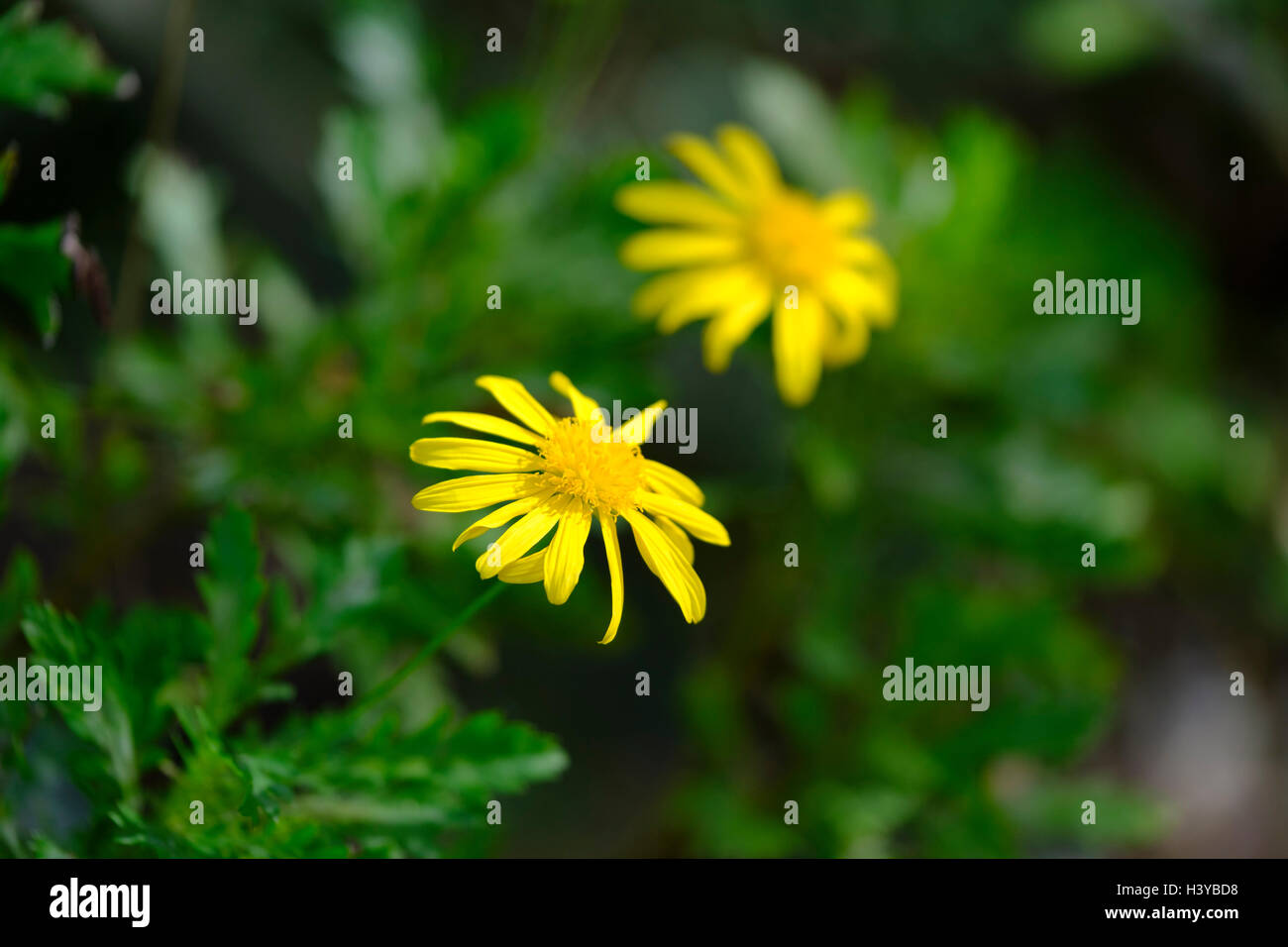 Mediterranean Wild Yellow Flower High Resolution Stock Photography and ...