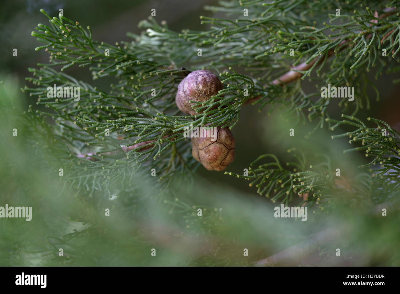 Cypress tree hi-res stock photography and images - Alamy