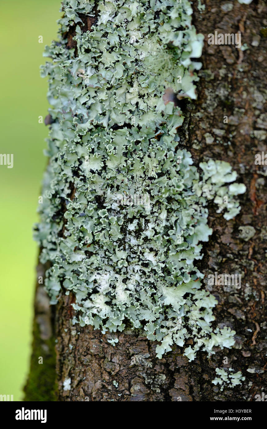 Colourful lichens hi-res stock photography and images - Alamy