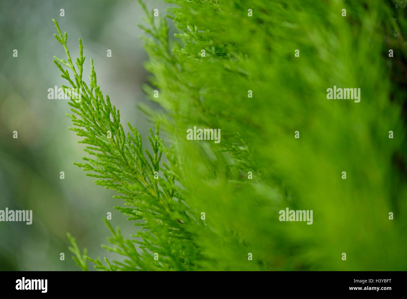 Cypress tree hi-res stock photography and images - Alamy