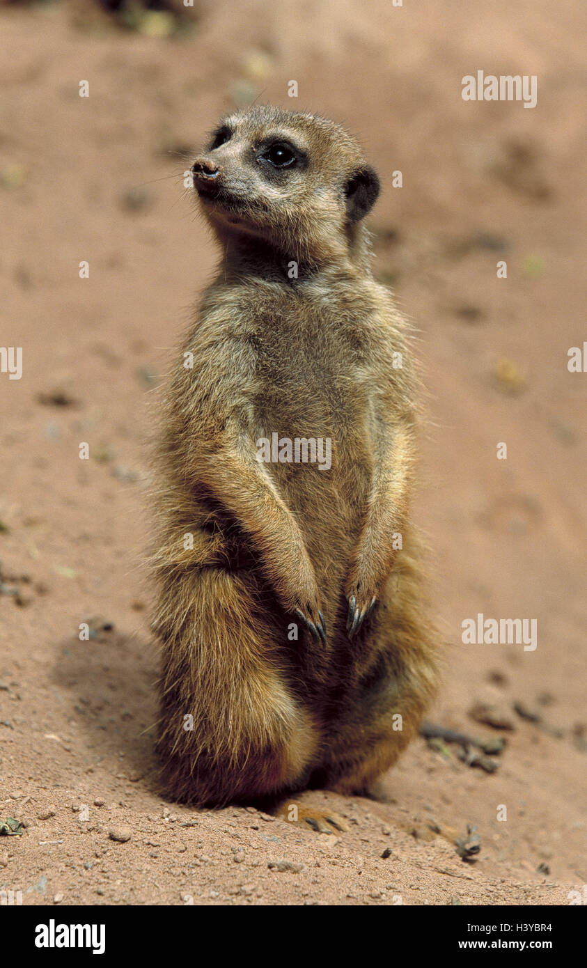 Earth little men, Suricata suricatta, Wildlife, animal world, wild ...