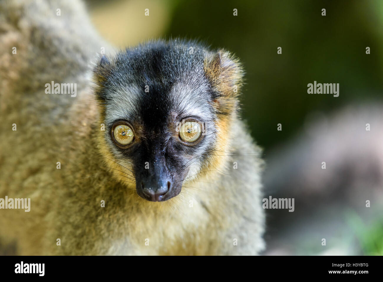 Lemur Portrait On Madagascar Island Stock Photo - Alamy