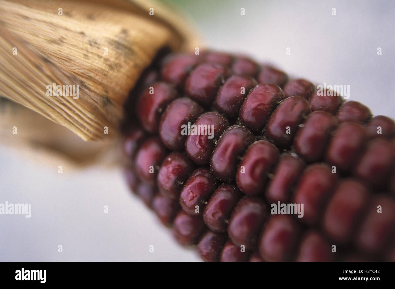 Ornamental plants photography hi-res stock photography and images - Alamy