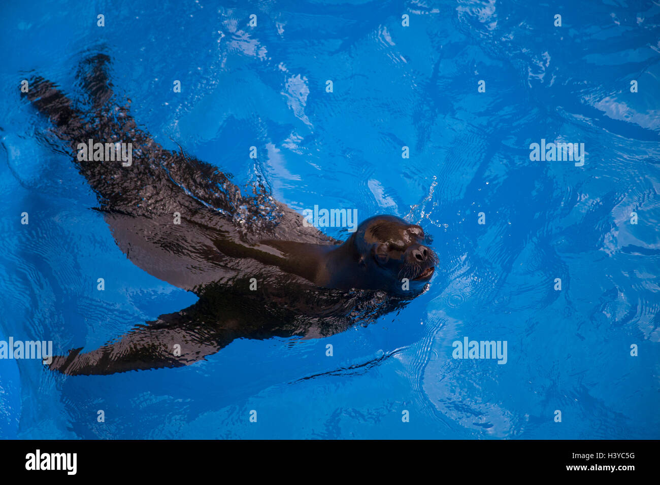 Seal in Benidorm, Terra Natura zoo, Costa Blanca, Spain, Europa Stock ...