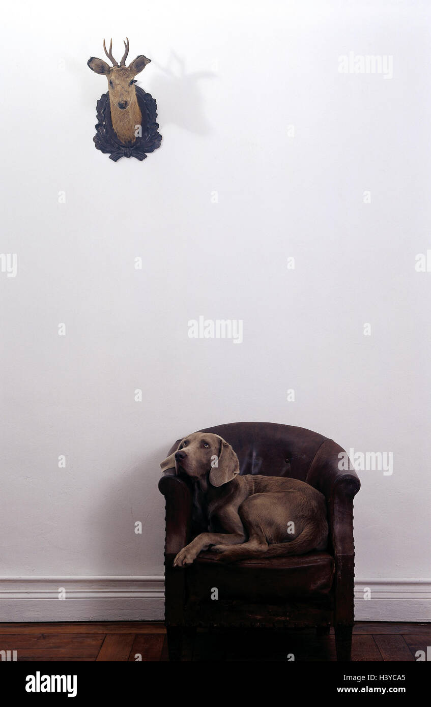 Chairs, hunting dog, wall, hunting trophy Stock Photo - Alamy