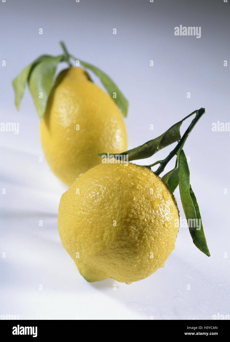 Lemons, handle, leaves, wet, Still life, fruit, fruits, citrus fruits ...