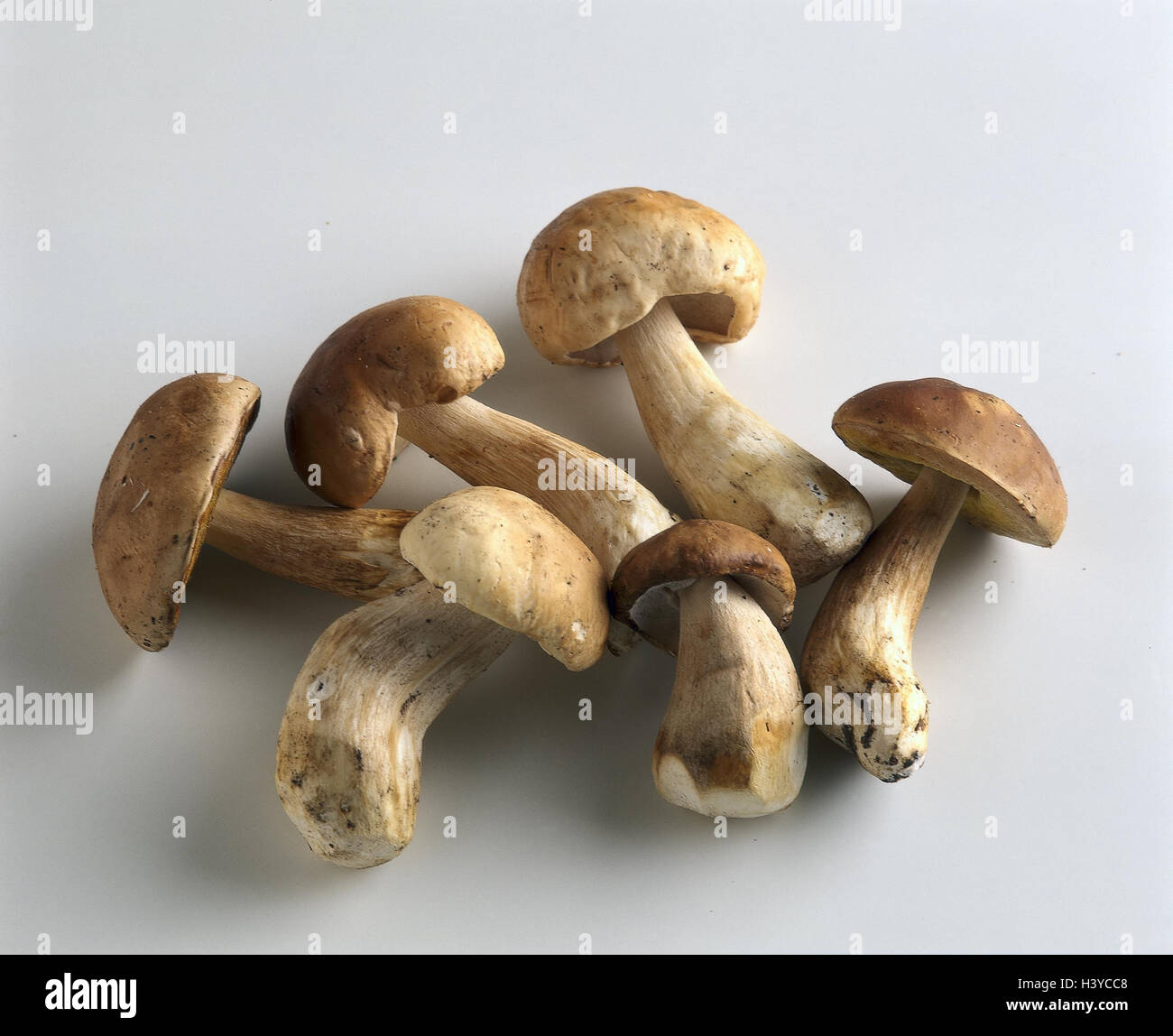 Ceps, Still life, food, fungus, cep, fungi, fungus sort, eatable ...