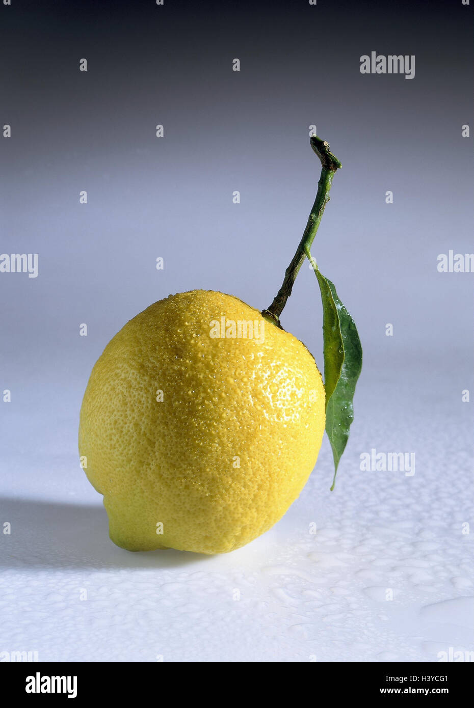 Lemon, handle, leaves, wet, Still life, fruit, fruit, citrus fruit ...