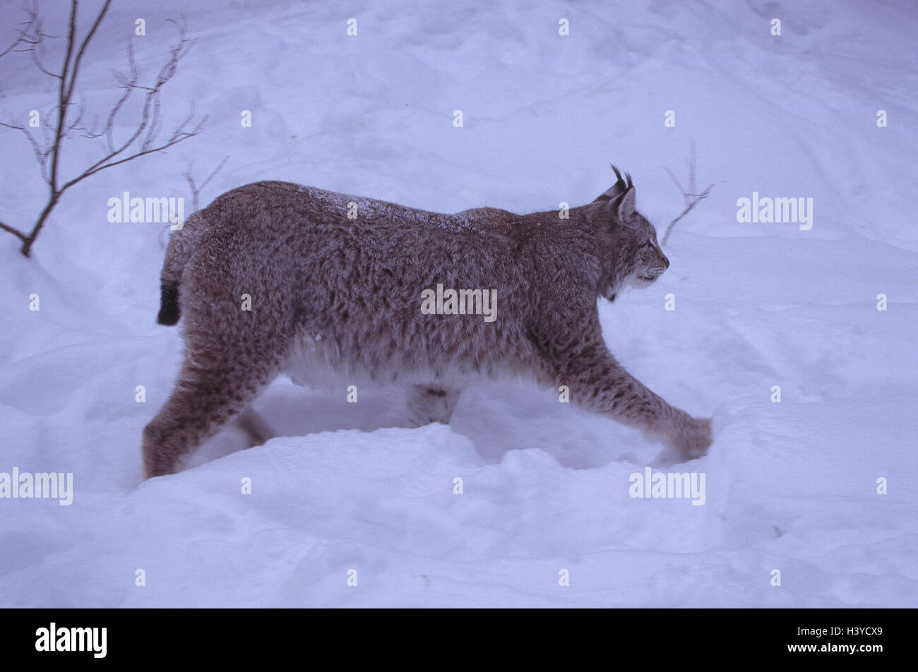 Eurasian lynx, Lynx lynx, winter, Finland, Ranua, mammals, mammal ...