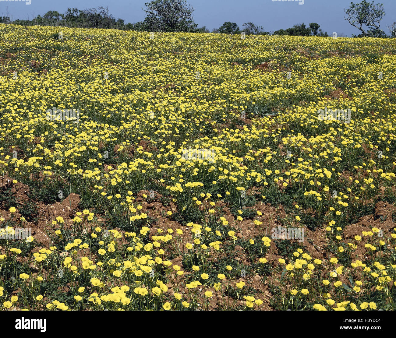 Horn sour clover hi-res stock photography and images - Alamy