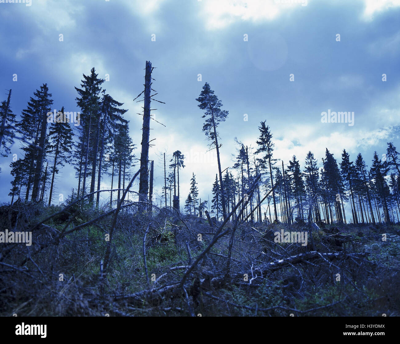 Germany, Black Forest, wood, trees, forest death, Europe, nature ...