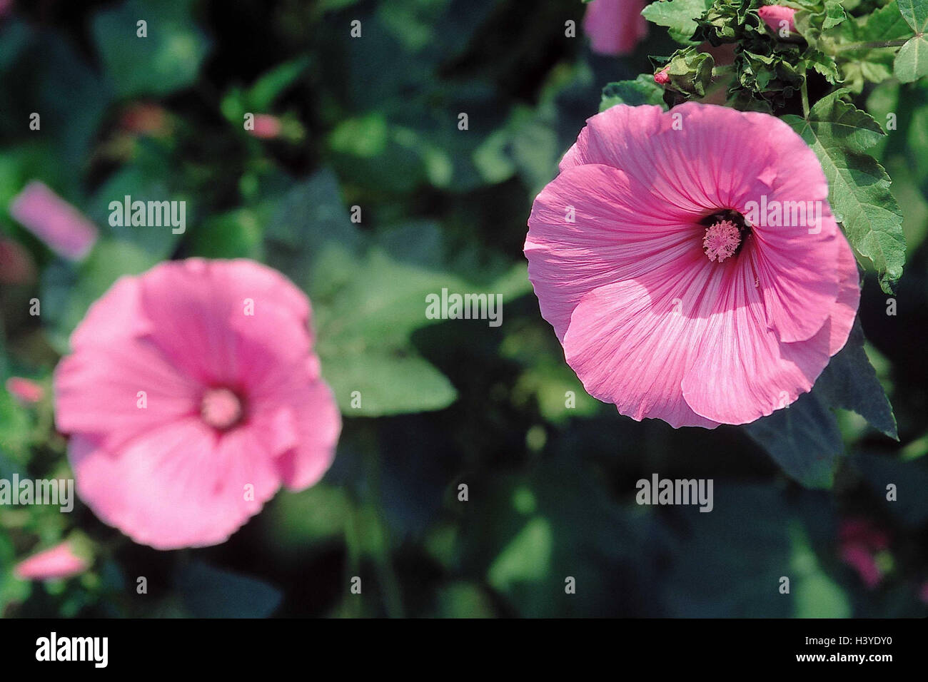 Mallow, Malva spec., blossoms, outside, plants, plant, mallow plants ...