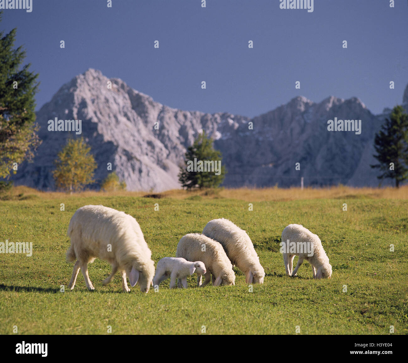 Sheep, mountain landscape, pasture, meadow, sheep, lamb, herds ...