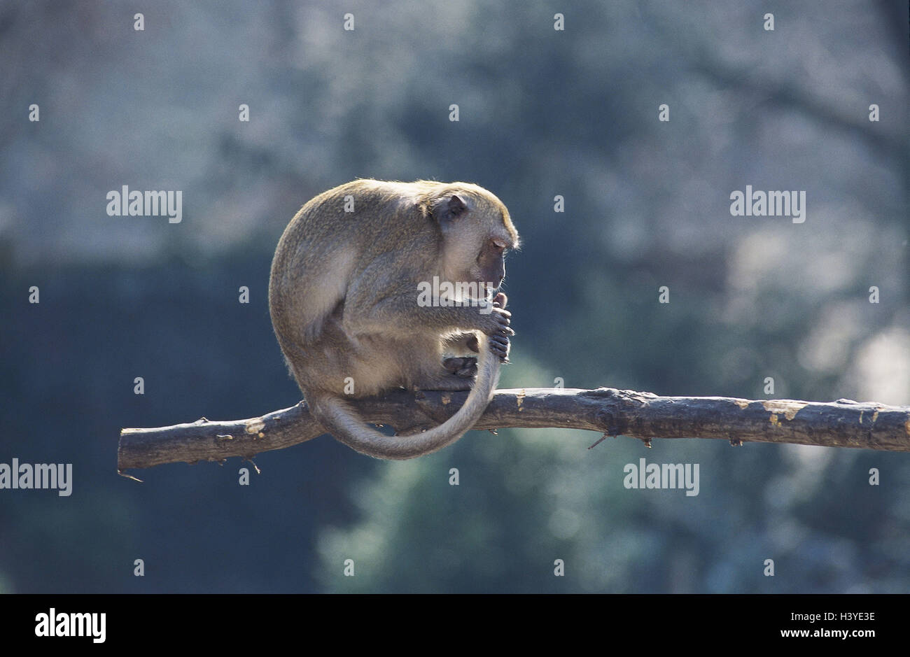 Animal park, Berber's monkey, Magot, Macaca sylvana, sit, branch animal ...