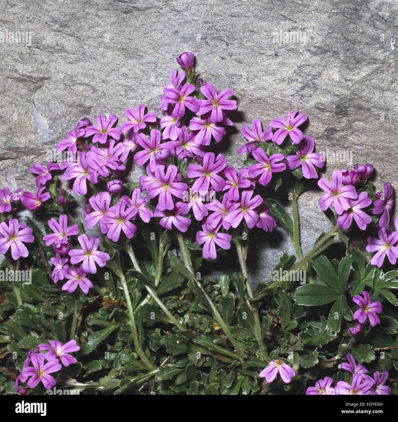 Alp balm, Erinus alpinus, nature, botany, flora, plants, flowers ...