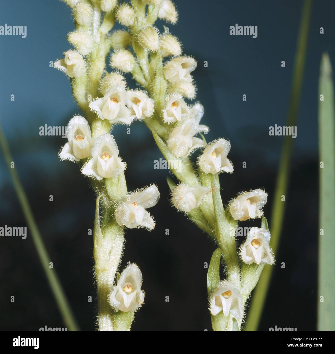Creeping network leaves hi-res stock photography and images - Alamy
