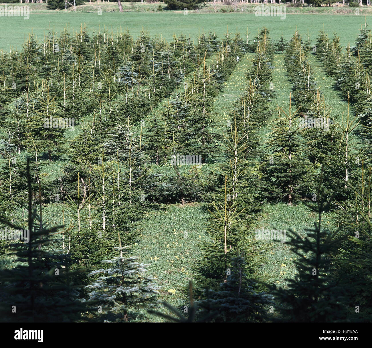 Nursery garden, conifers, nature, forest, reforestation, tree breeding ...