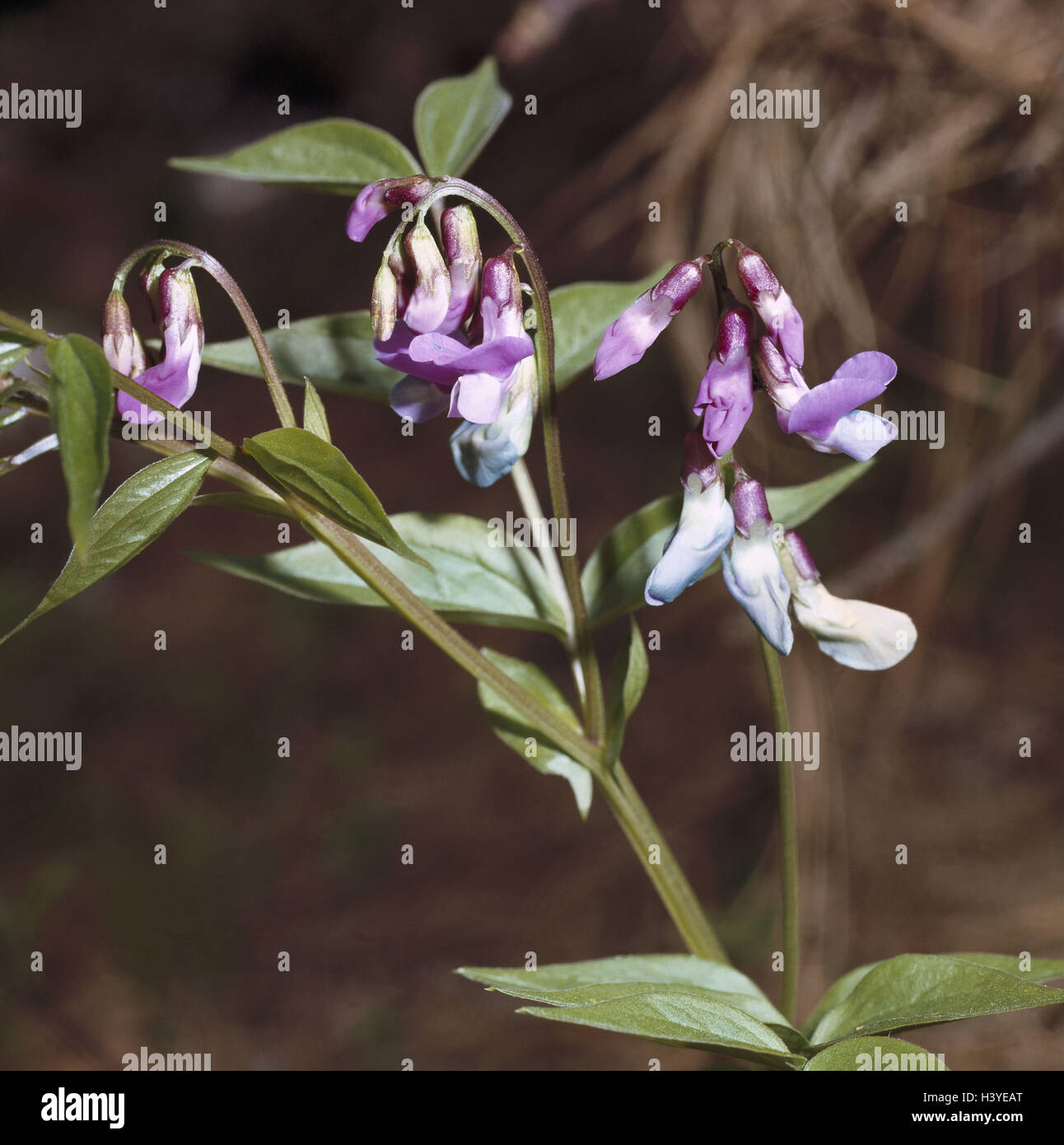 Spring pea lathyrus vernus hi-res stock photography and images - Alamy