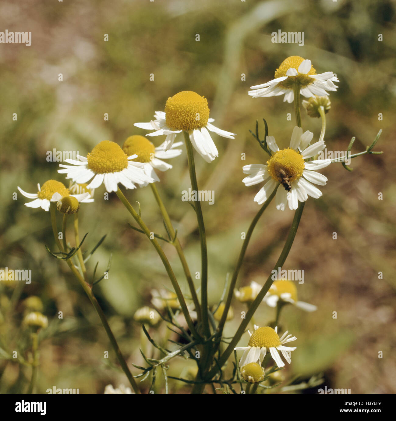 Real camomile, Matricaria chamomilla, nature, botany, flora, plants ...