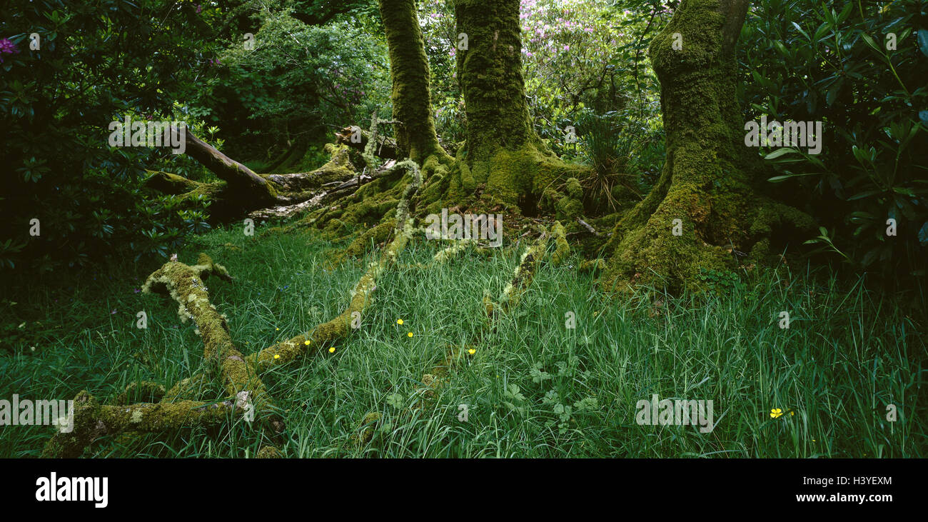 Ireland, Connemara, forest floor, tree roots, covered, moss, nature ...