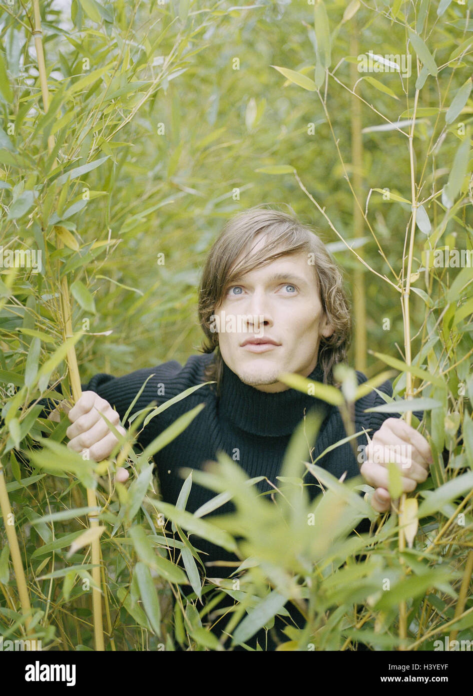 Grass, bamboo, man, hides, detail, plants, useful plants, hiding place ...