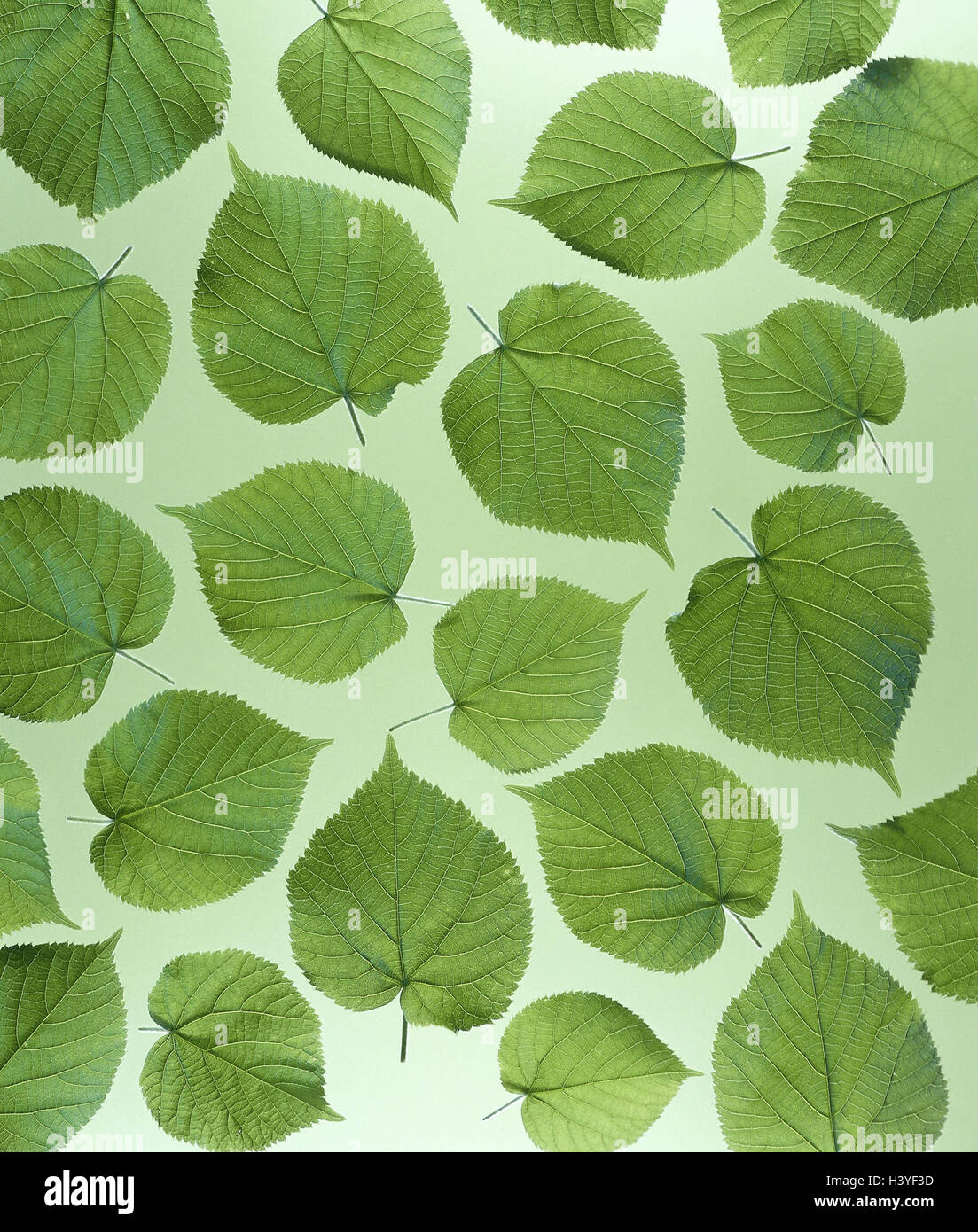Lime tree leaf veins hi-res stock photography and images - Alamy