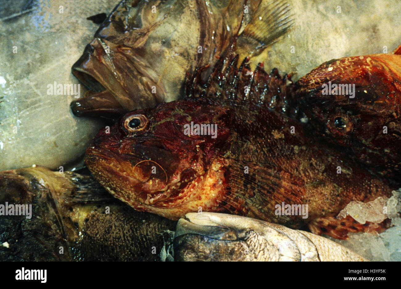 Food fish, ice, scorpion fishes, close up, Still life, food, eat, fish ...